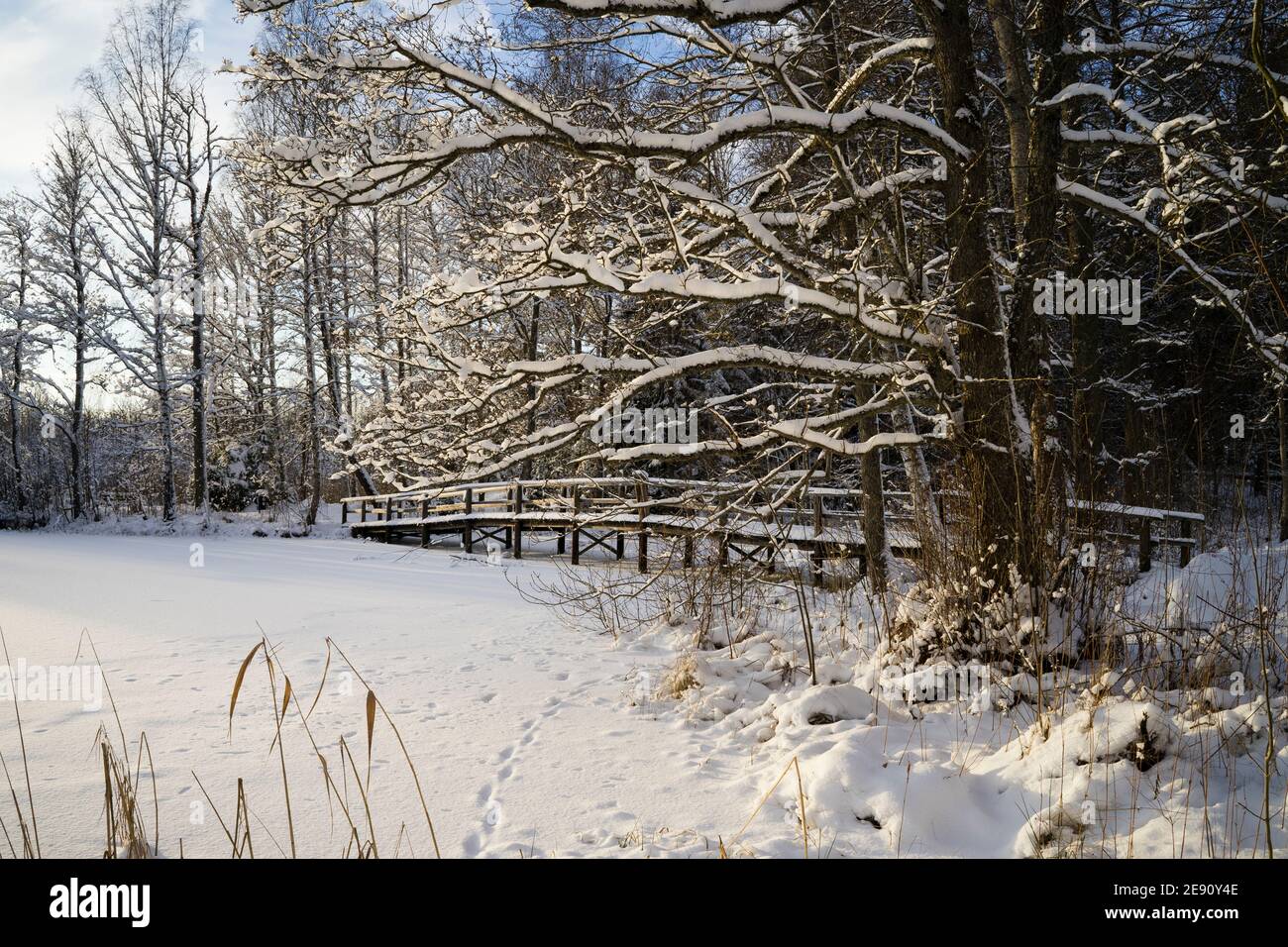 Beautiful winter day in Swedish forest. Lovely scandinavian nature and ...