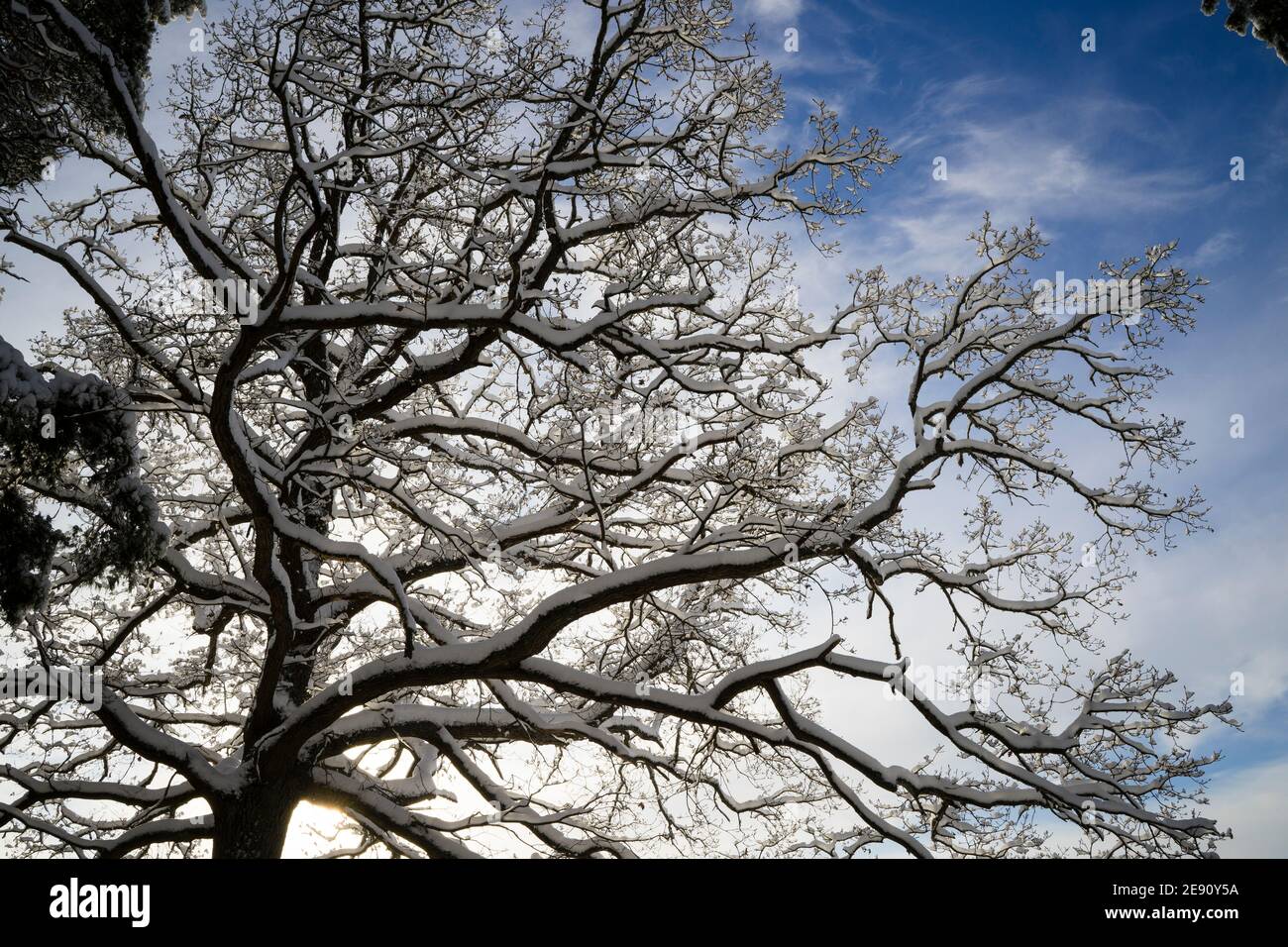 Beautiful winter day in Swedish forest. Lovely scandinavian nature and ...