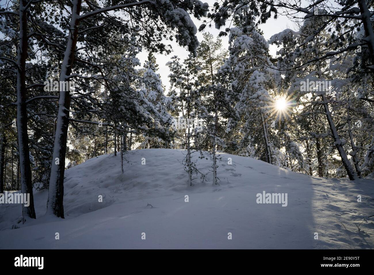 Beautiful winter day in Swedish forest. Lovely scandinavian nature and ...