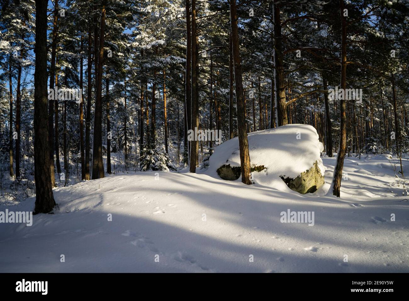 Beautiful winter day in Swedish forest. Lovely scandinavian nature and ...