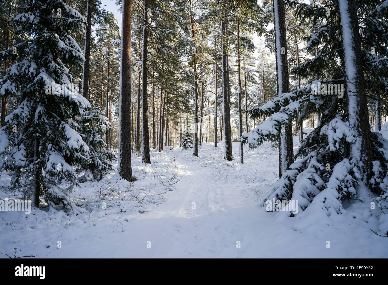 Beautiful winter day in Swedish forest. Lovely scandinavian nature and ...