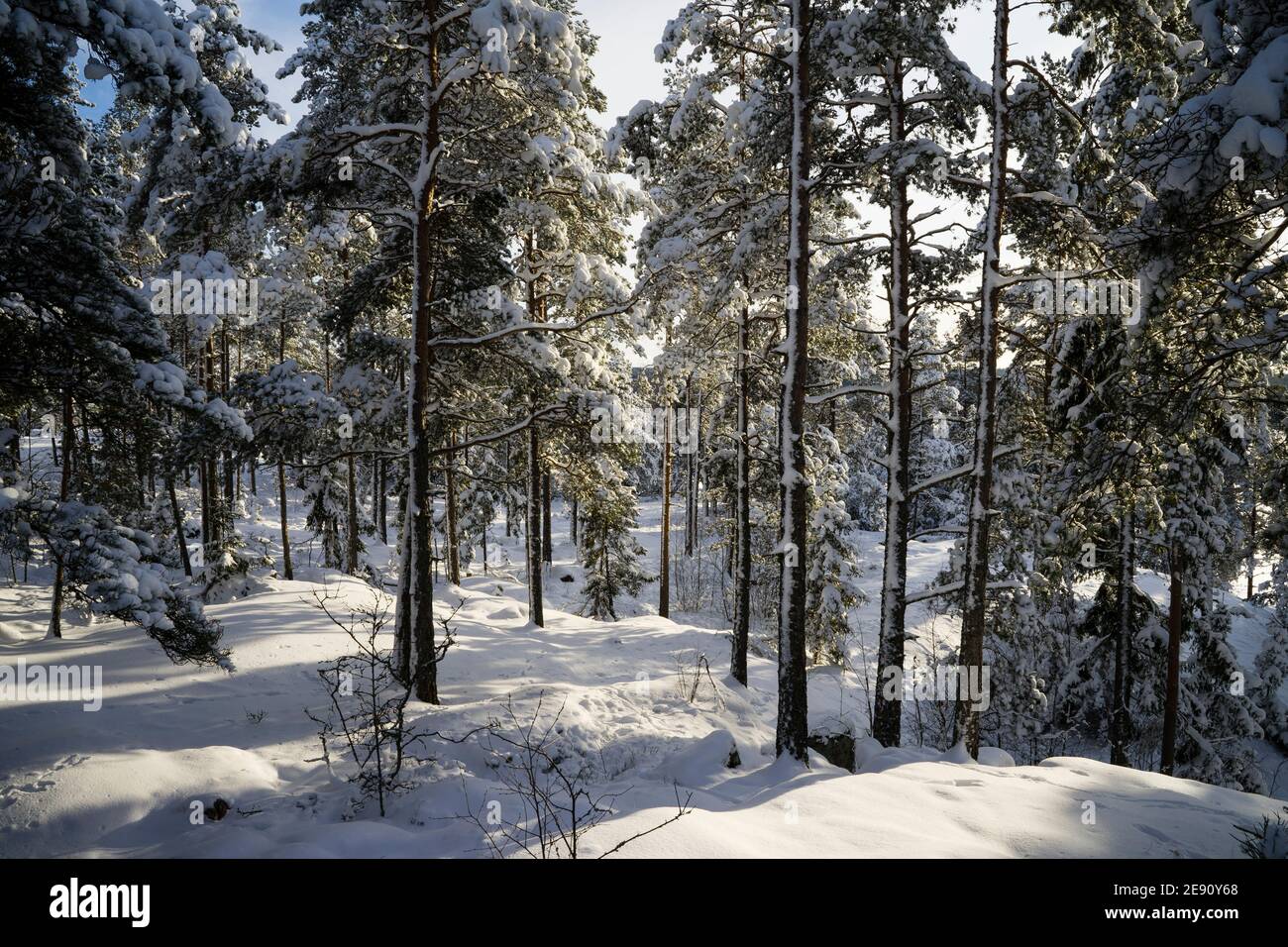Beautiful winter day in Swedish forest. Lovely scandinavian nature and ...