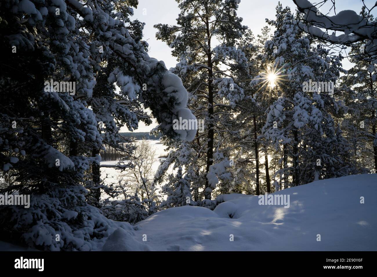 Beautiful winter day in Swedish forest. Lovely scandinavian nature and ...