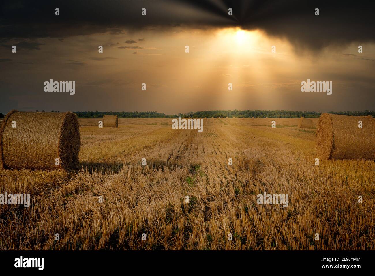 Yellow golden straw bales of hay in the stubble field, agricultural ...