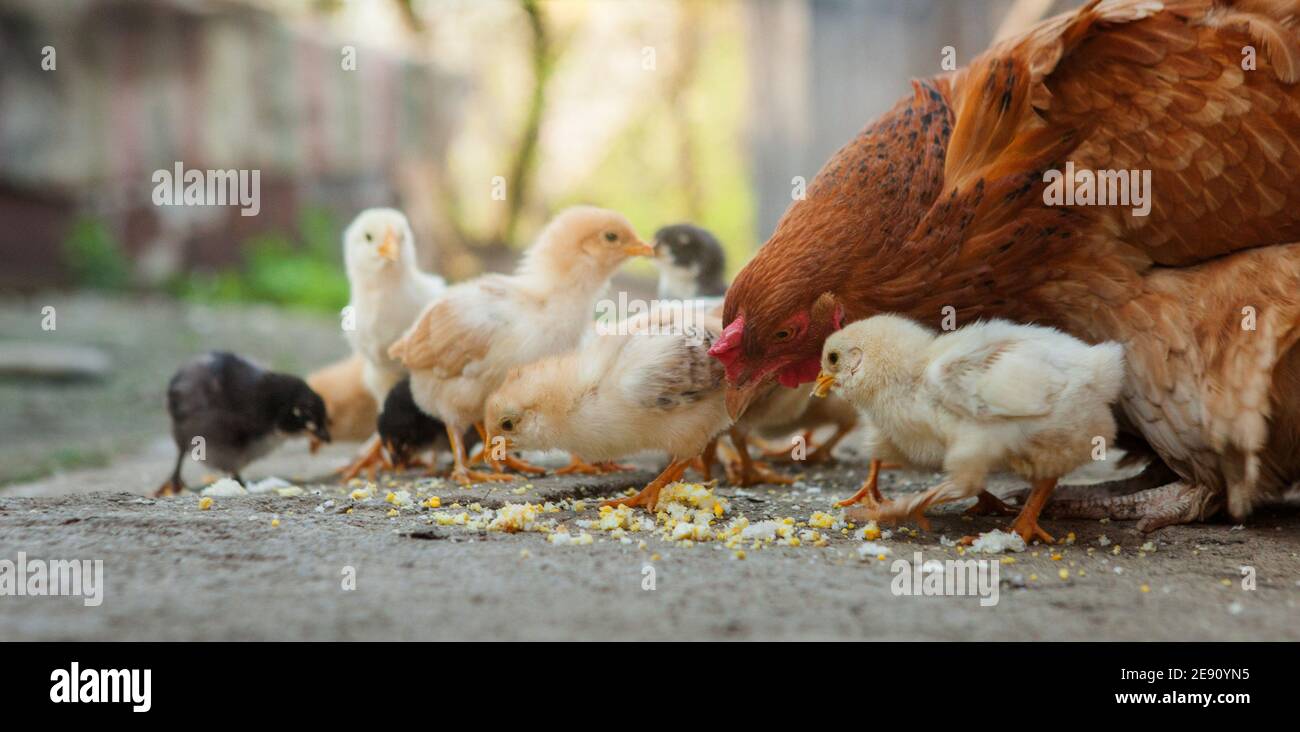 Close up yellow chicks on the floor , Beautiful yellow little chickens ...