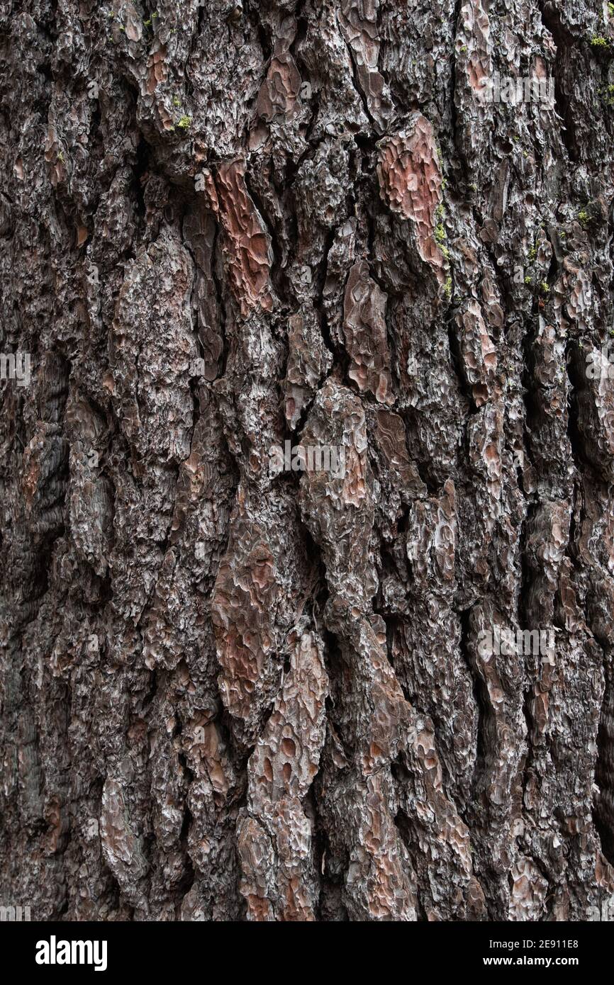 Background texture of tree bark. Old wood dry bark of the tree Stock ...