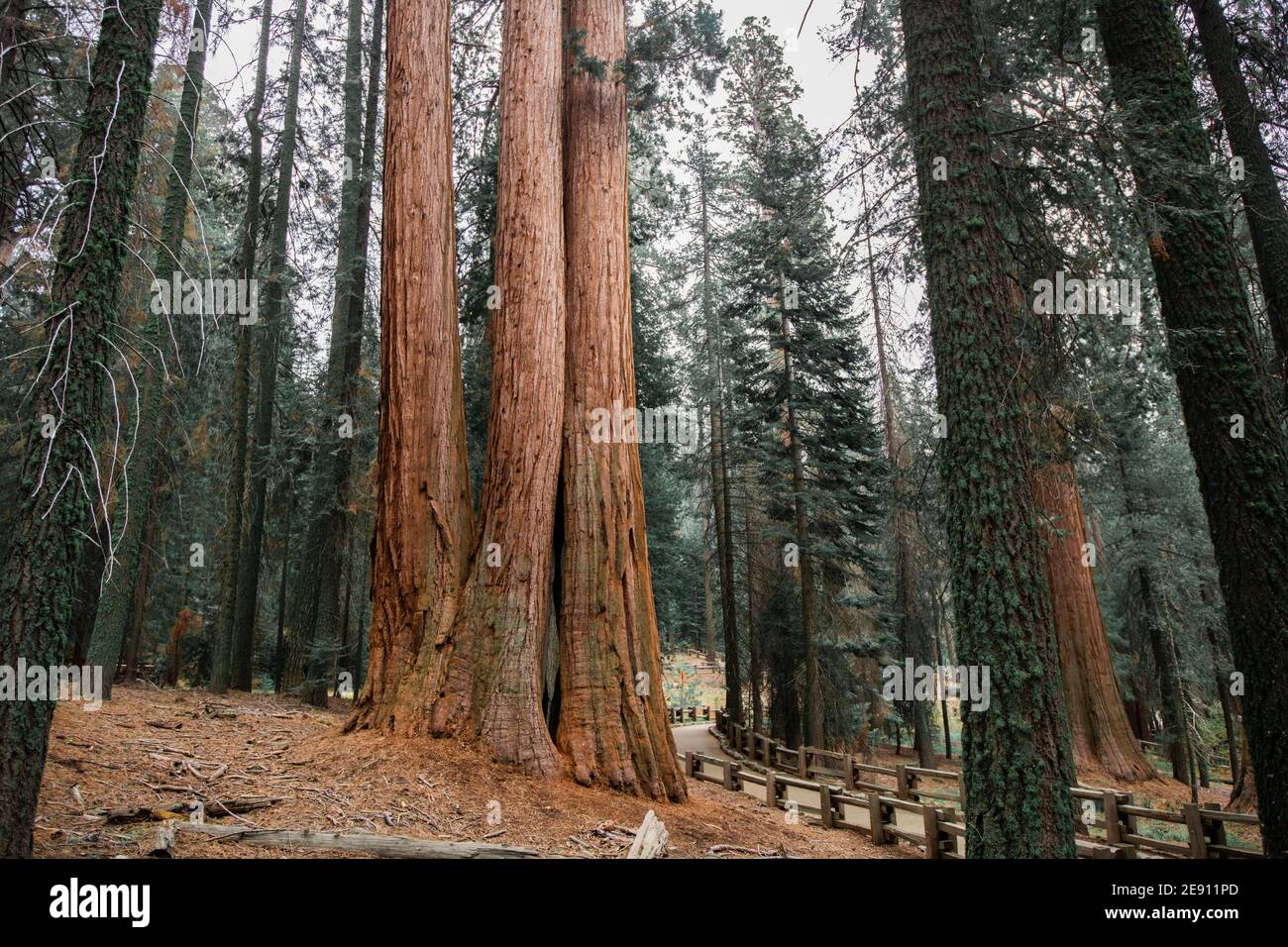 Top crowns of giant Sequoia trees taken from below in Sequoia National ...
