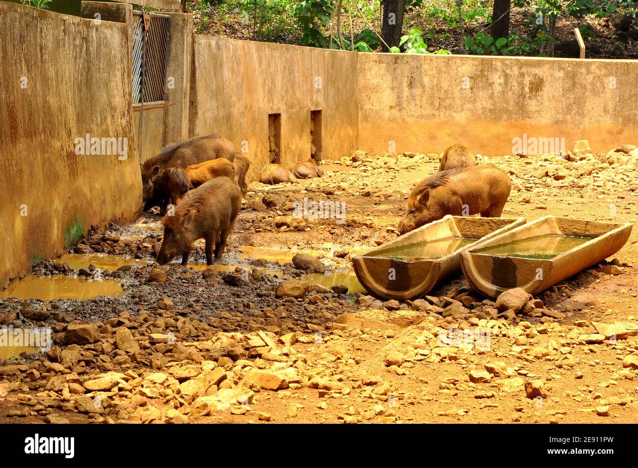 Wild boar stones hi-res stock photography and images - Alamy