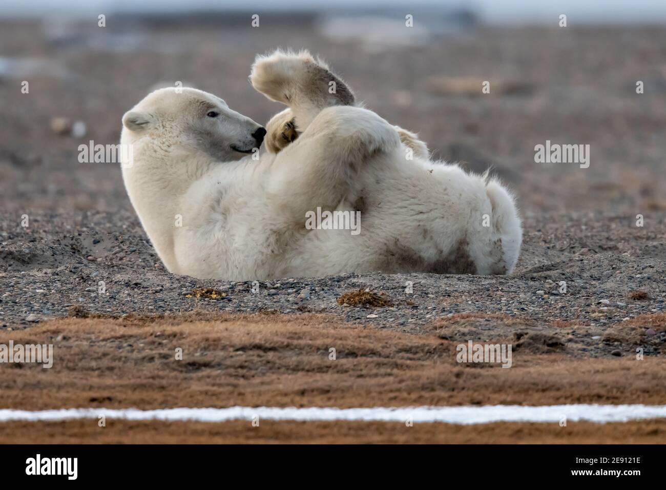 Playful Polar bear (Ursus maritimus) in the Arctic Circle of Kaktovik, Alaska Stock Photo - Alamy
