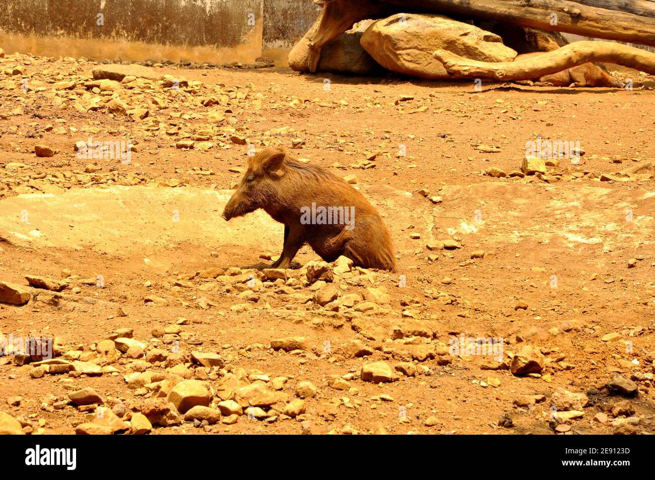 Amazing shot of a brown huge boar sitting on the ground Stock Photo - Alamy