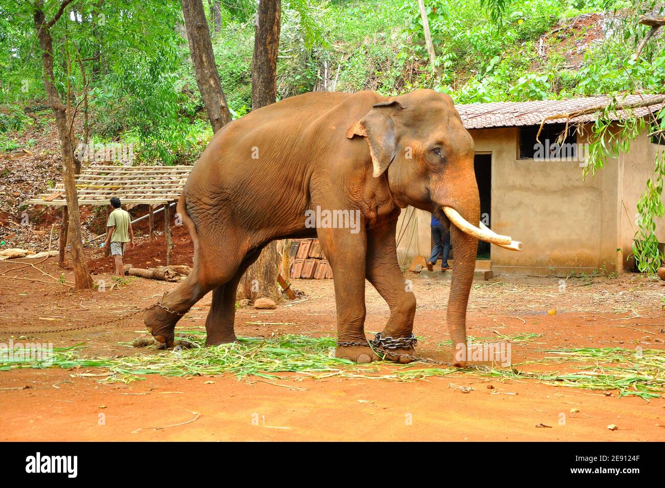 Tied elephant hi-res stock photography and images - Alamy