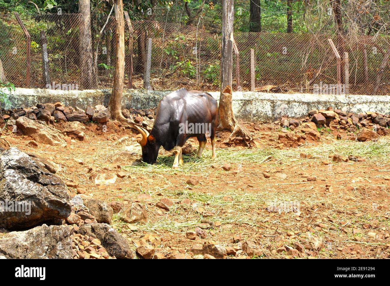 Amazing shot of a grazing grey huge bull Stock Photo - Alamy