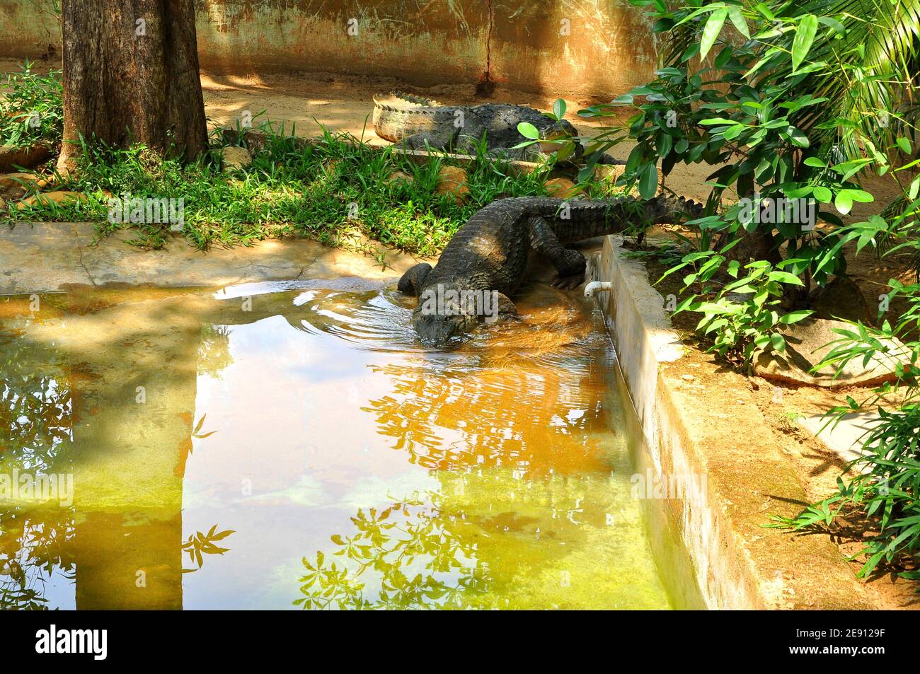 High angle shot of a huge grey crocodile swimming in a water Stock ...