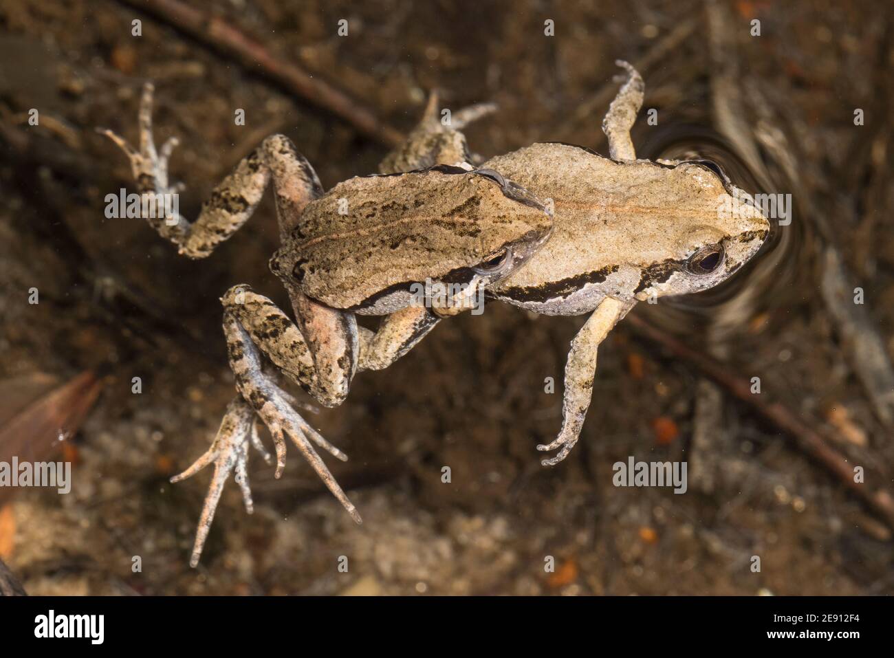 Common eastern froglet hi-res stock photography and images - Alamy