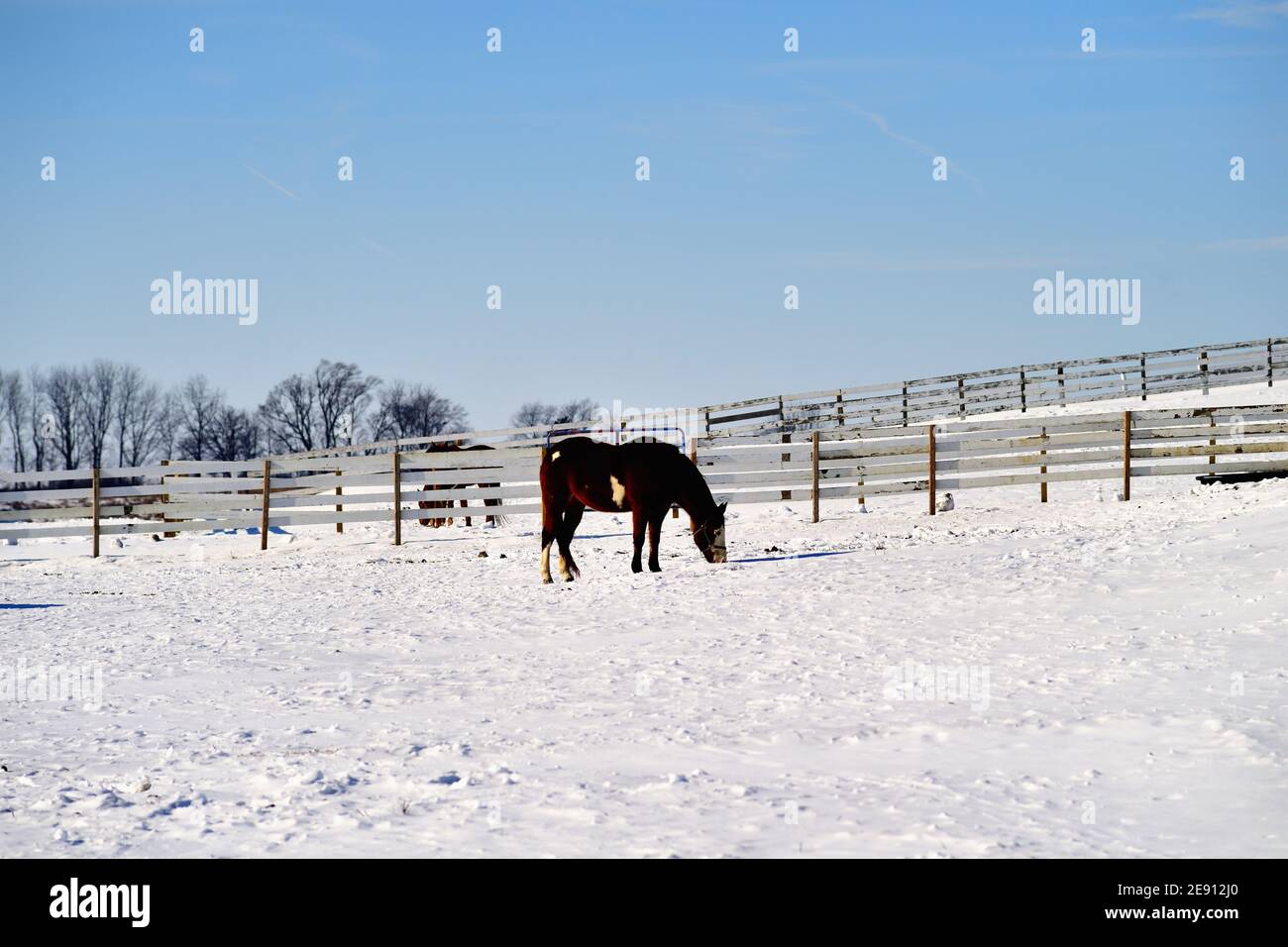 Forage animals hi-res stock photography and images - Alamy
