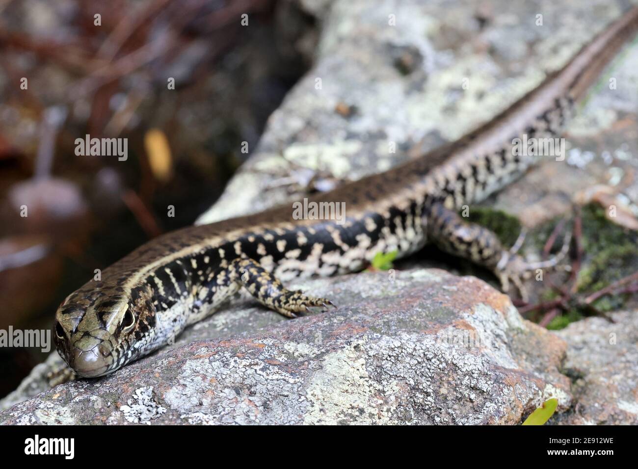 Eastern Water Skink basking on a rock Stock Photo - Alamy