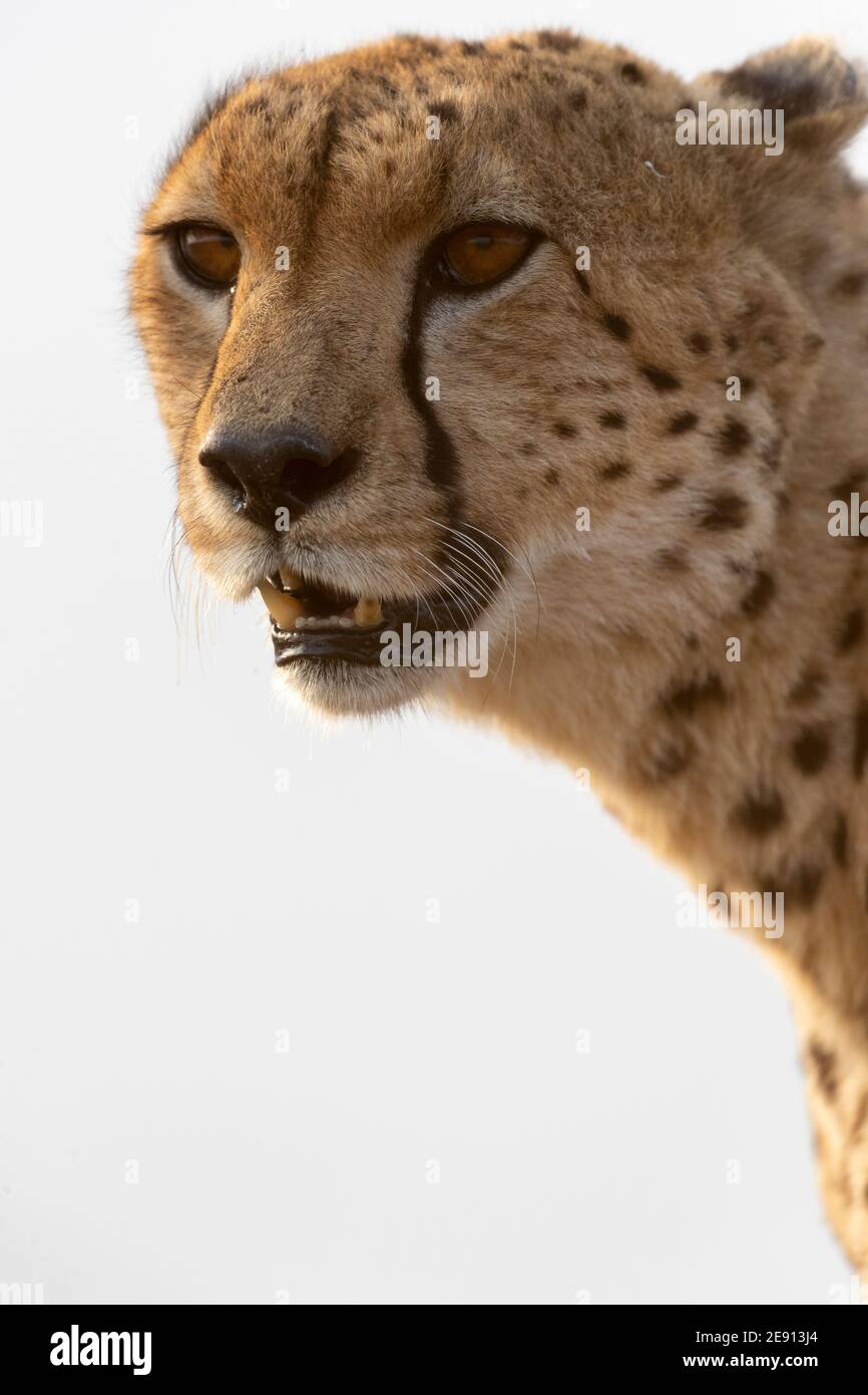 close up of a cheetah's face Stock Photo - Alamy