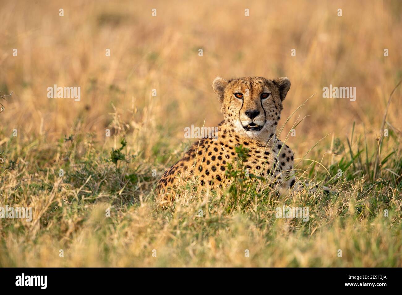 Ground point of view hi-res stock photography and images - Alamy