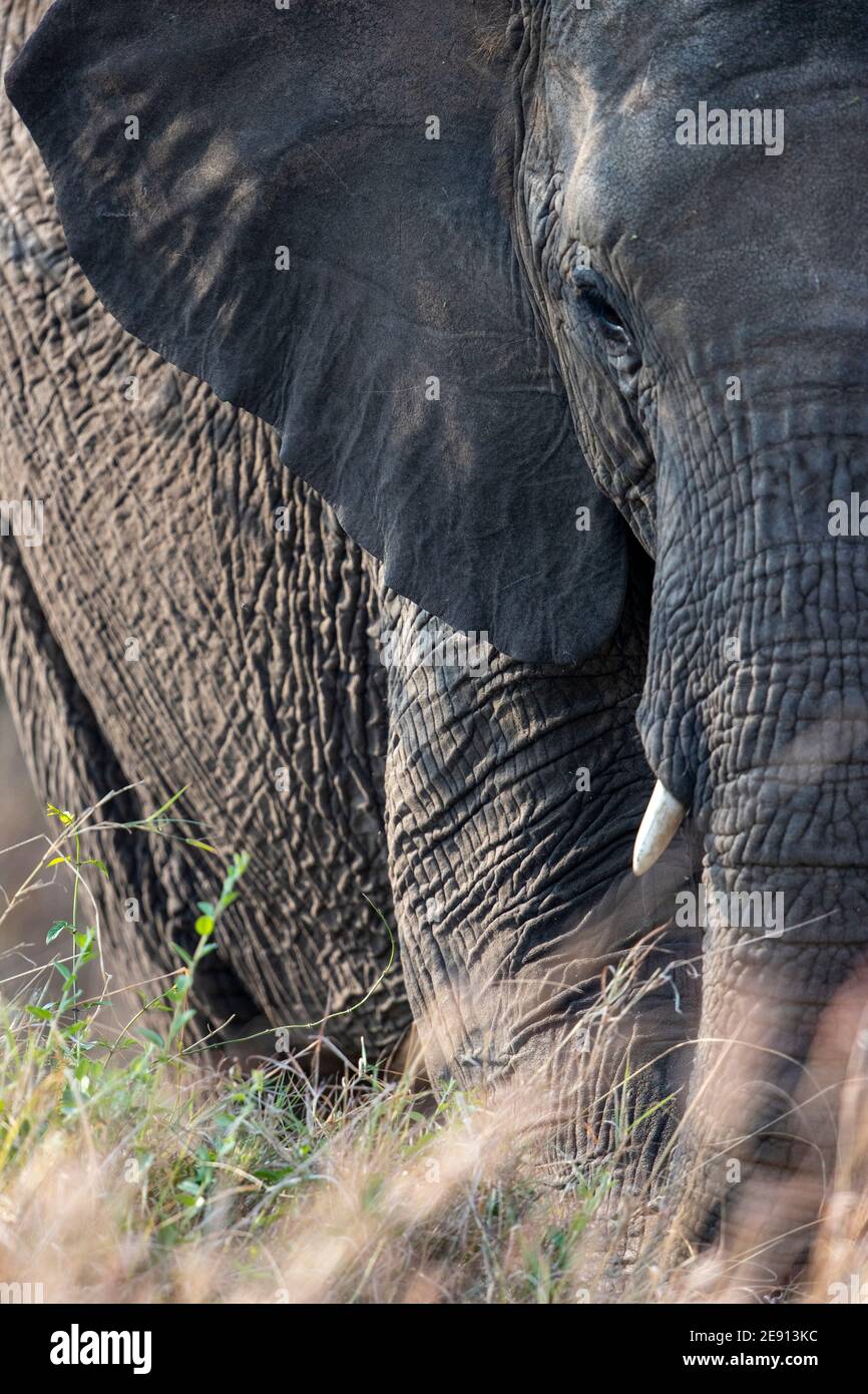 Skin graze hi-res stock photography and images - Alamy
