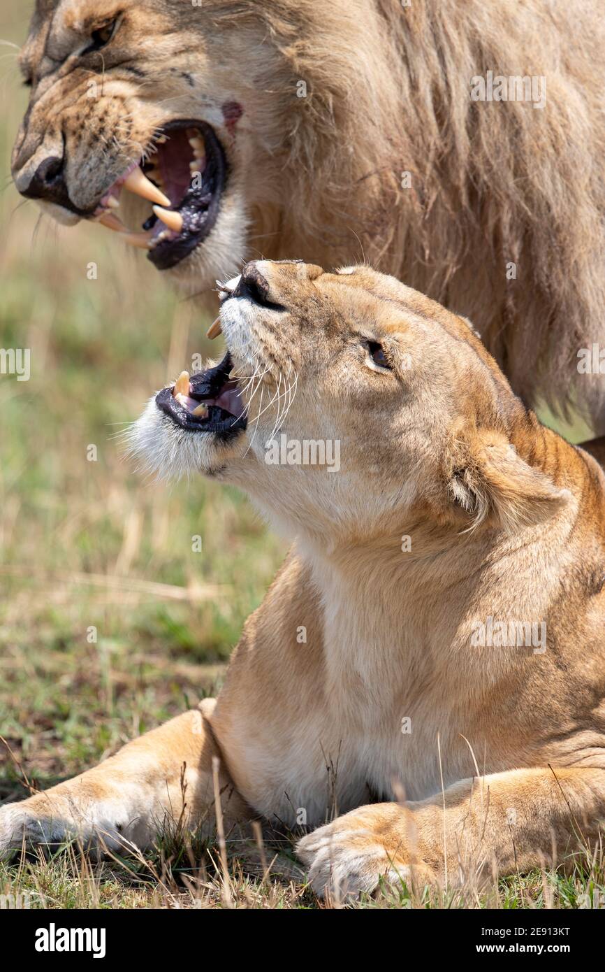 Lioness breeding hi-res stock photography and images - Alamy