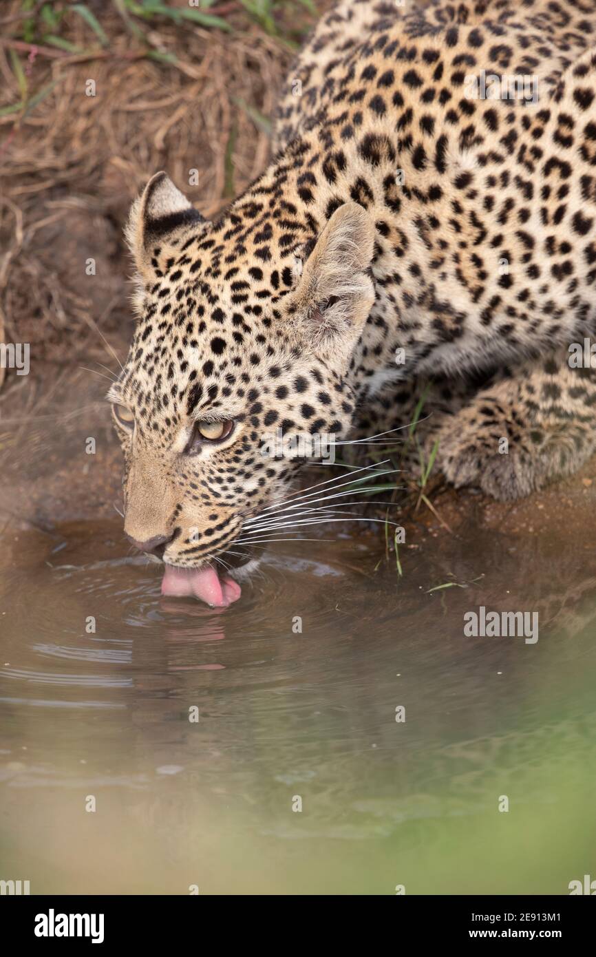 Leopard drink hi-res stock photography and images - Alamy