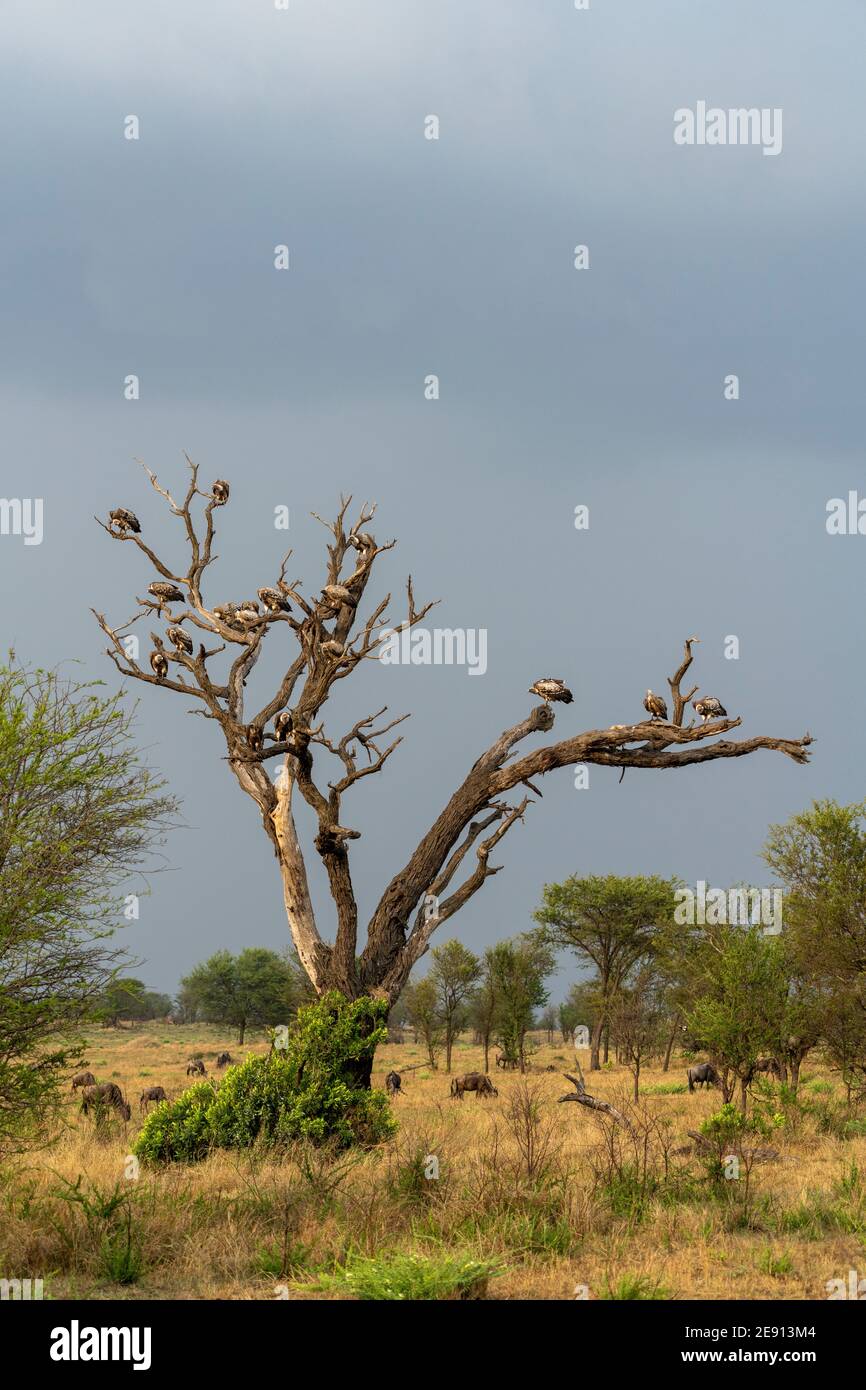 On a dead tree vultures wait for an opportunity Stock Photo - Alamy