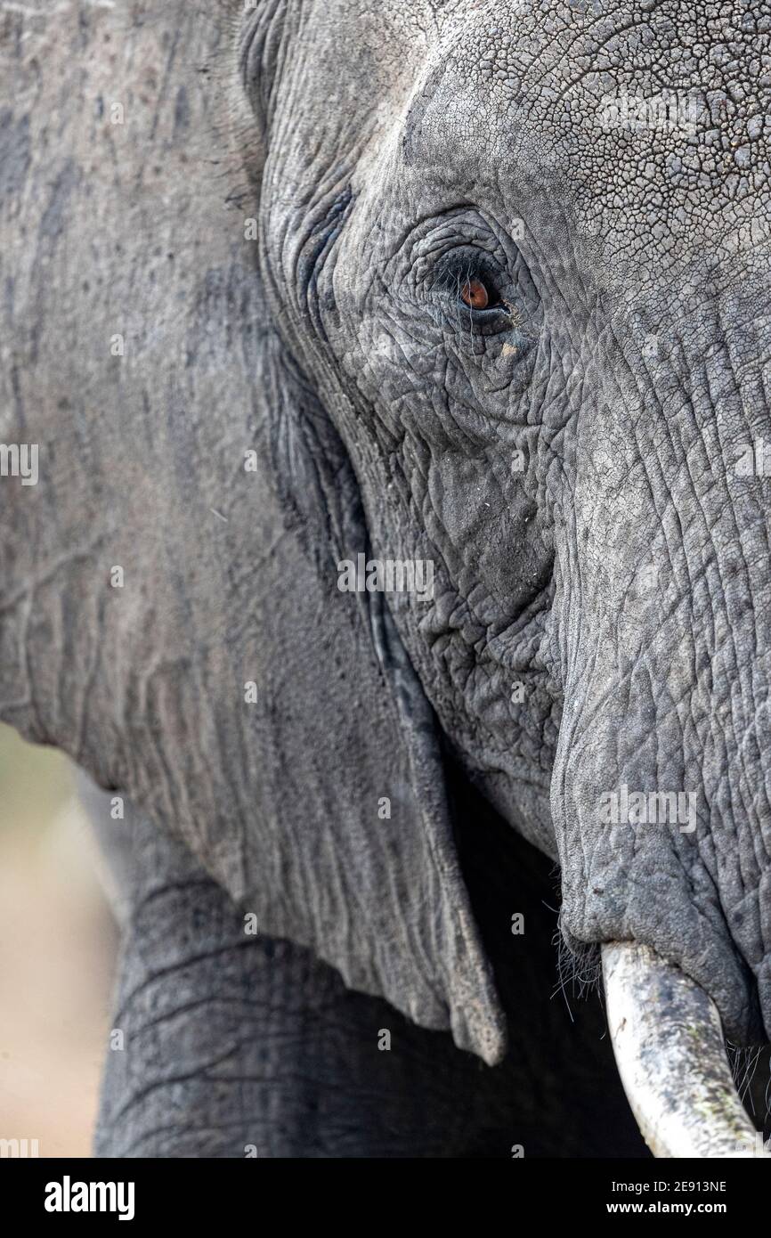 Elephants hair hi-res stock photography and images - Alamy