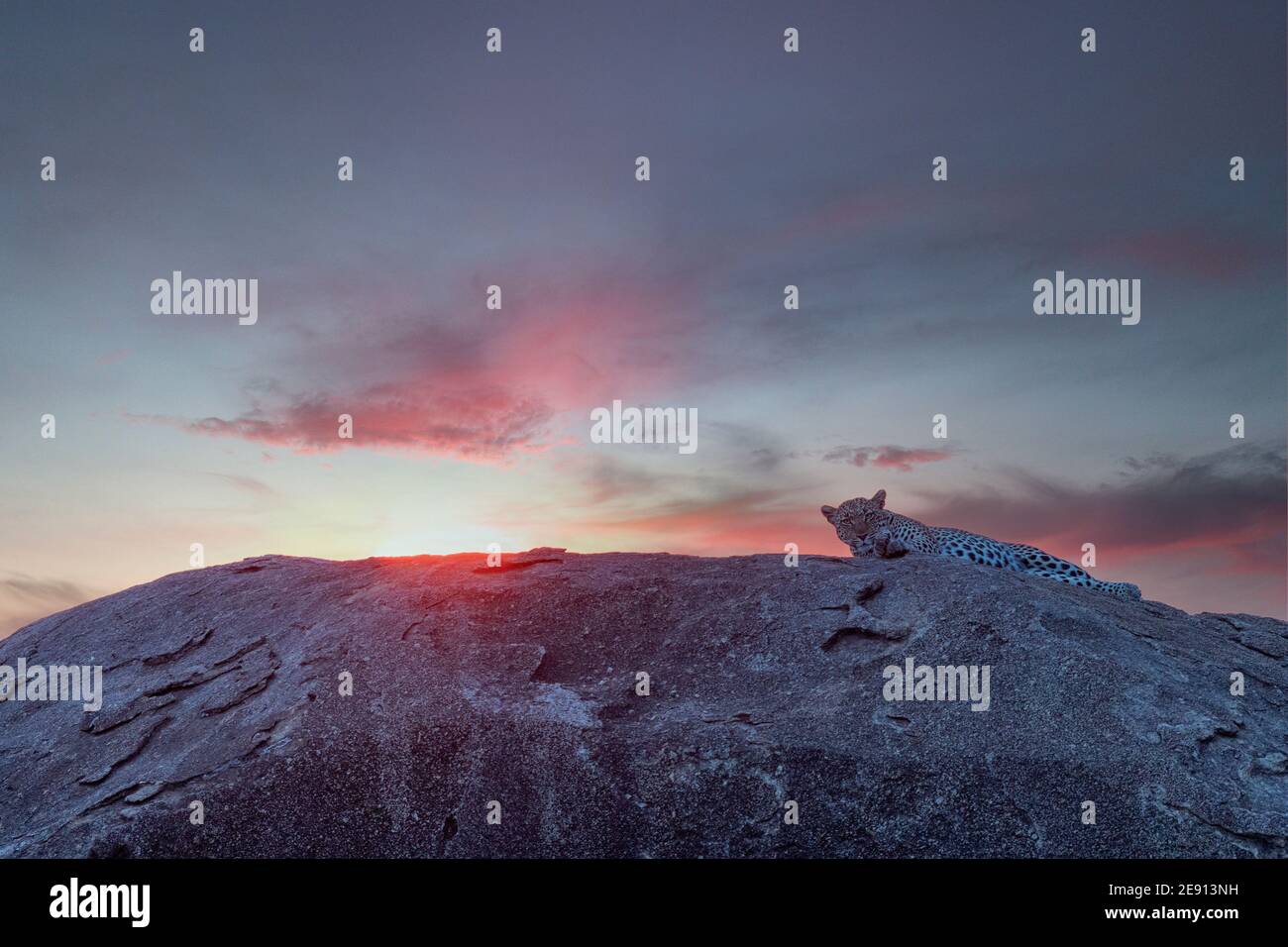 Leopard rock tanzania hi-res stock photography and images - Alamy