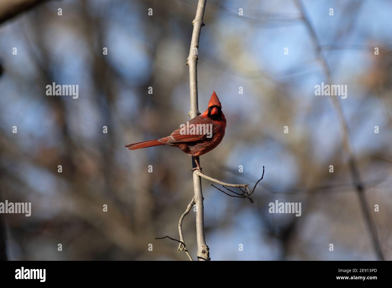 Northern Cardinal (Cardinalis cardinalis), Green Spring Gardens ...