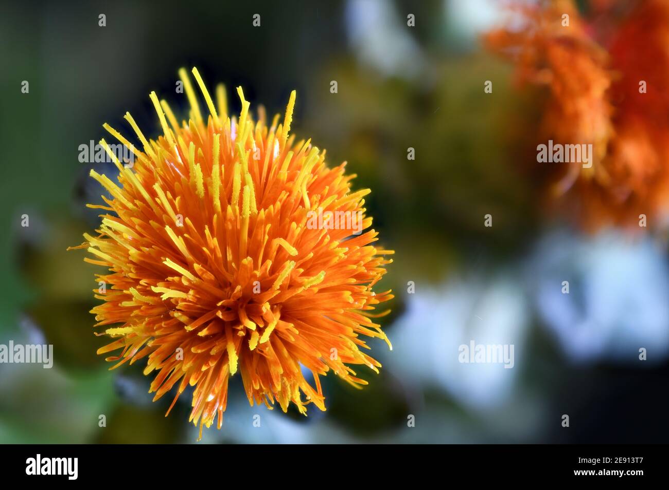 Safflower illustration hi-res stock photography and images - Alamy
