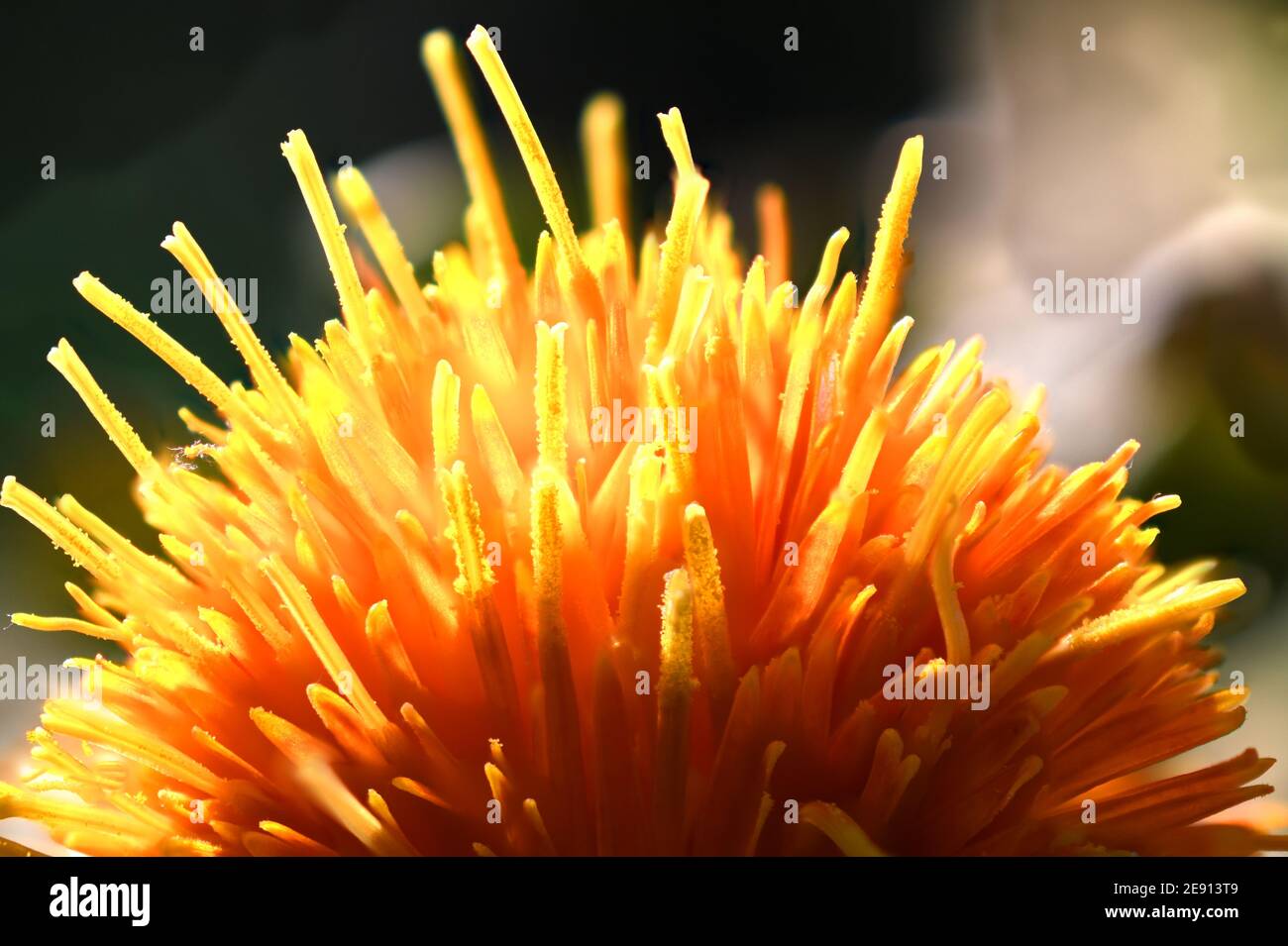 Safflower illustration hi-res stock photography and images - Alamy