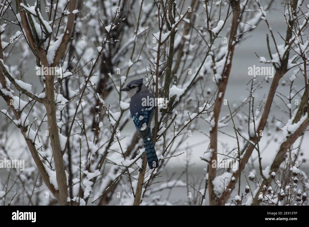 Winter blue jay hi-res stock photography and images - Alamy