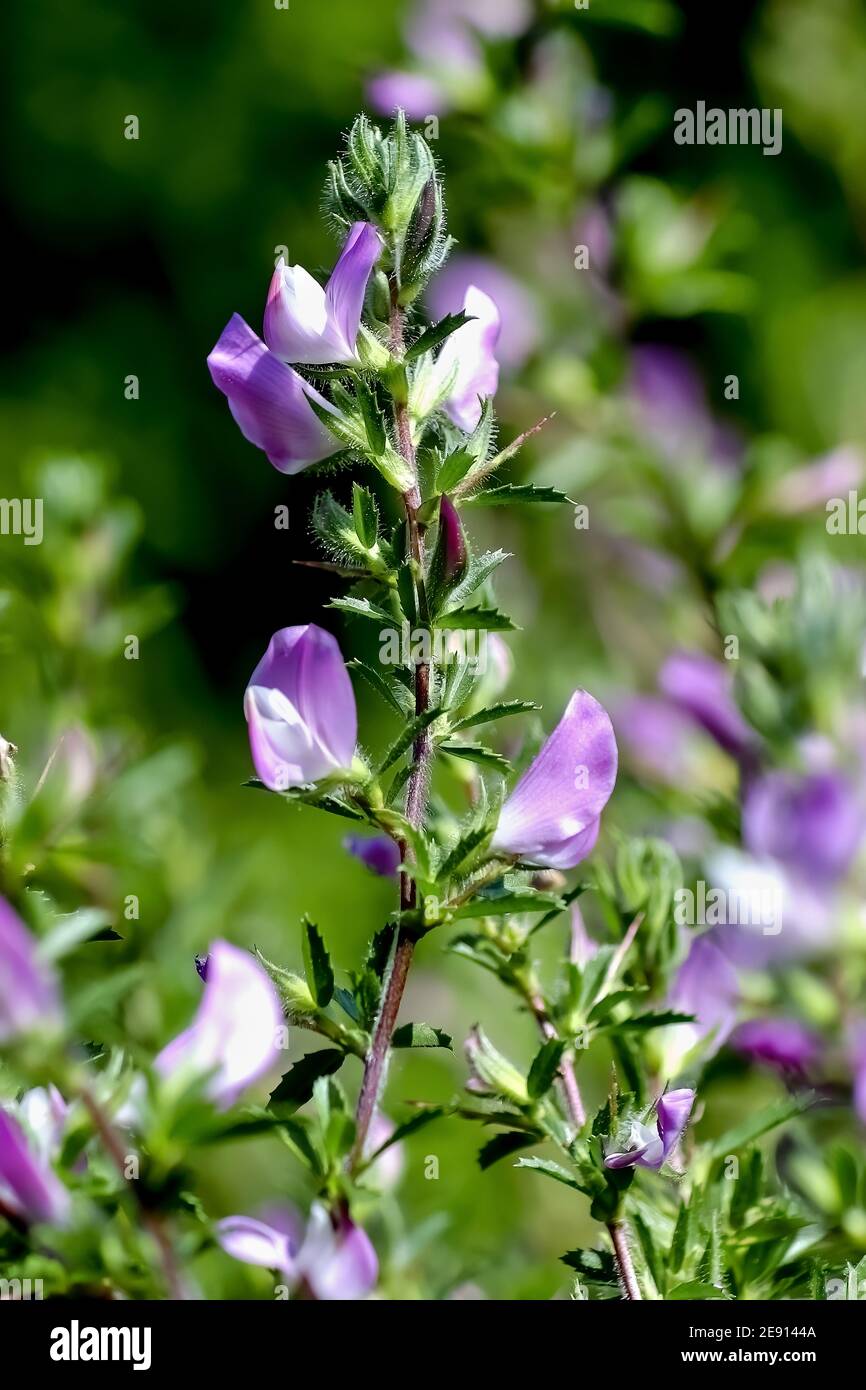 Flowers of the spiny restharrow, also named thorny restharrow, in late ...