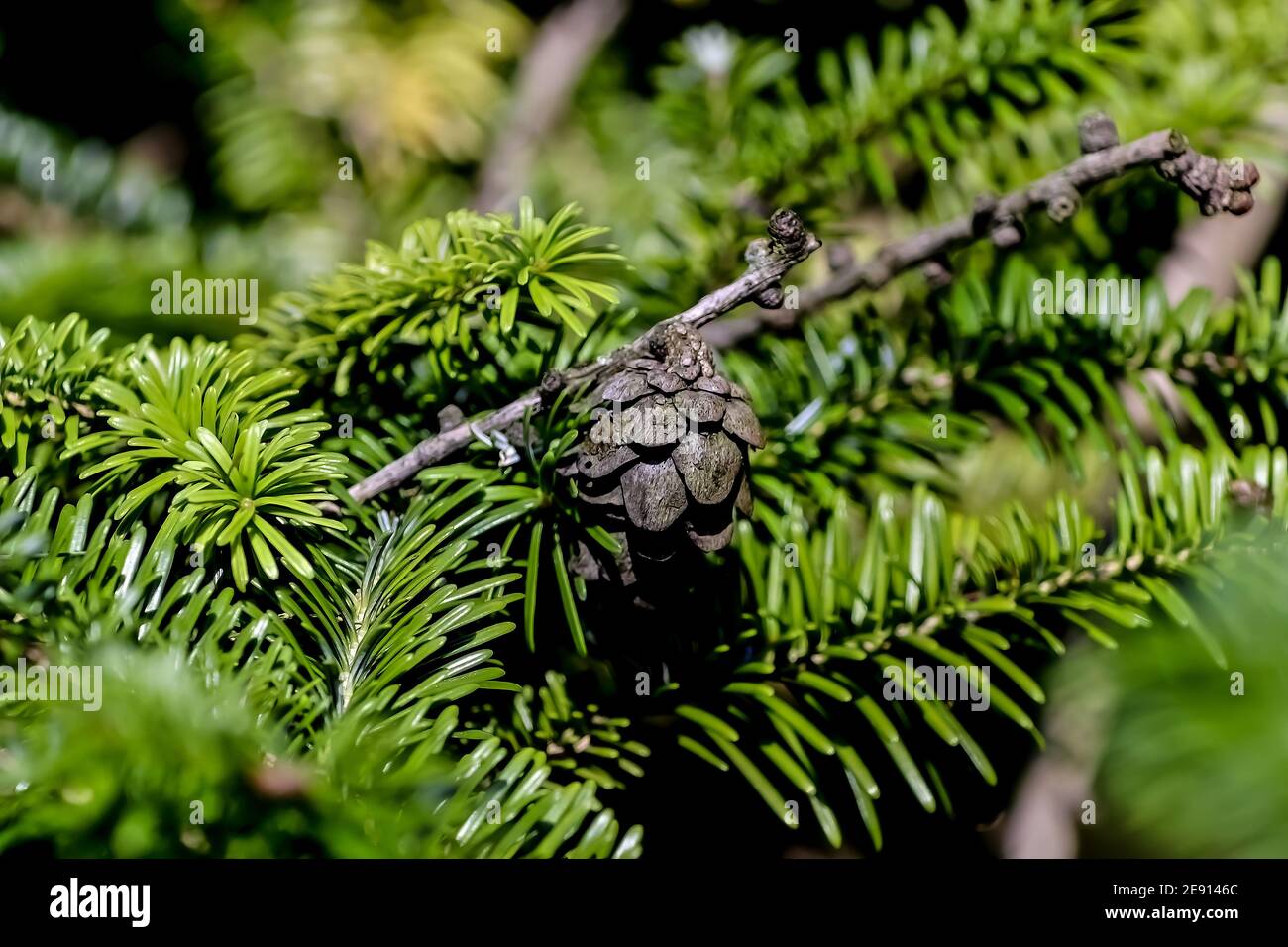 Cones and needles on the branch of a Nikko fir tree, Abies homolepis ...