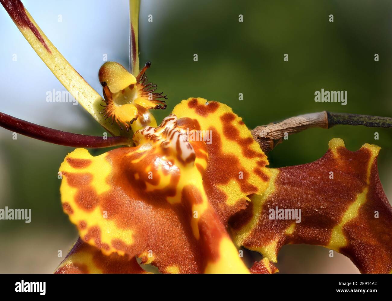 Yellow and Red Spider Orchid at a Mediterranean Garden in New Mexico ...