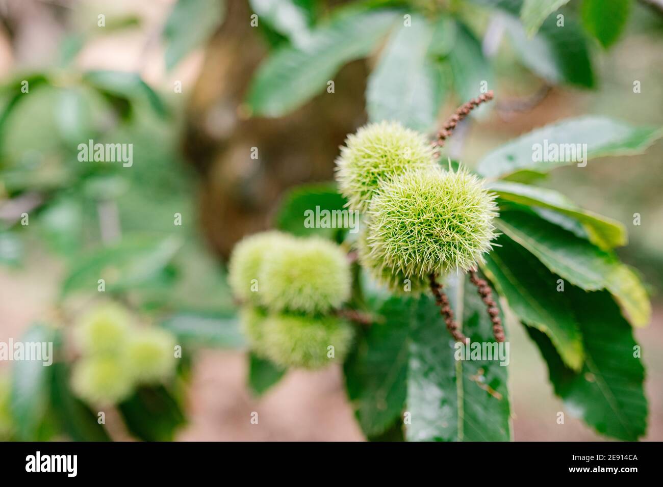 Shallow focus, Group of chestnuts fruit in their chestnut tree Stock ...