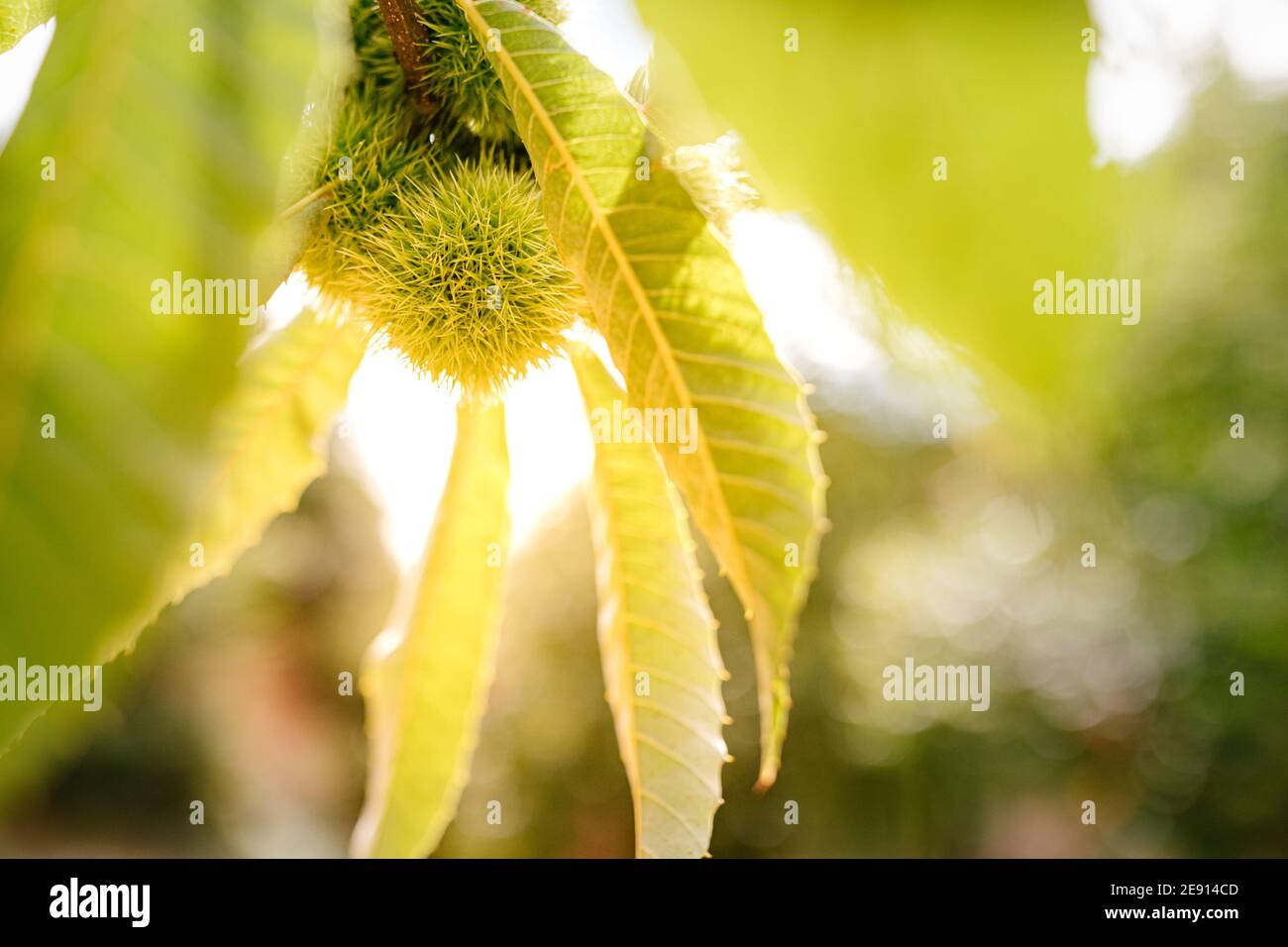 Sunshine through the chestnut tree, chestnut fruit in summer before ...
