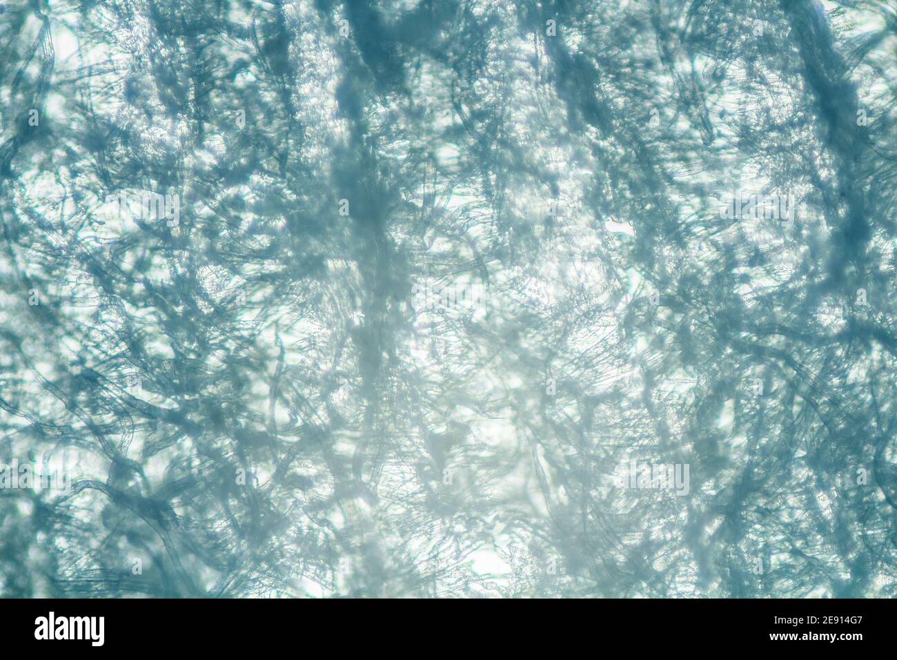 Under the light microscope hi-res stock photography and images - Alamy