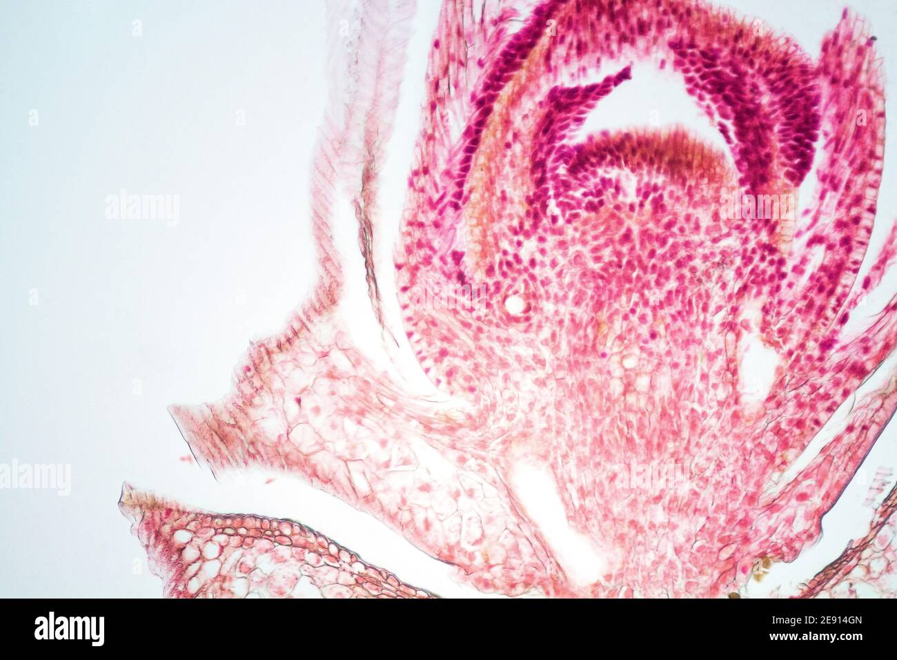 Under the light microscope hi-res stock photography and images - Alamy