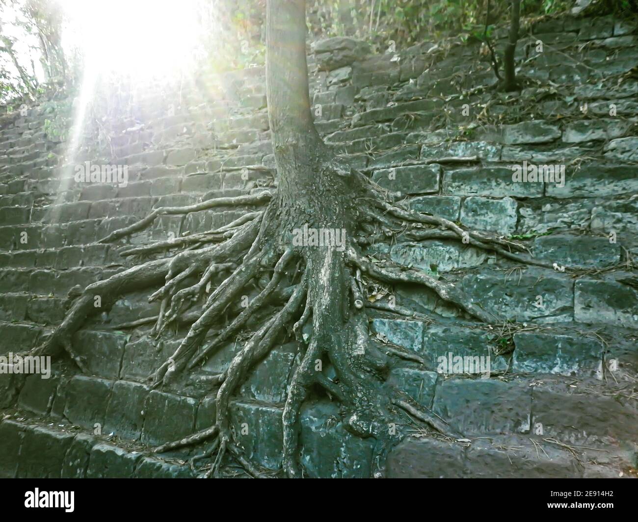 Powerful tree roots crawling along stone steps Stock Photo - Alamy