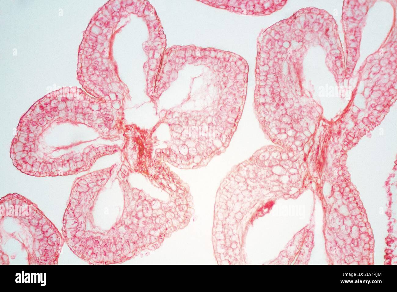 Miscroscope under microscope hi-res stock photography and images - Alamy