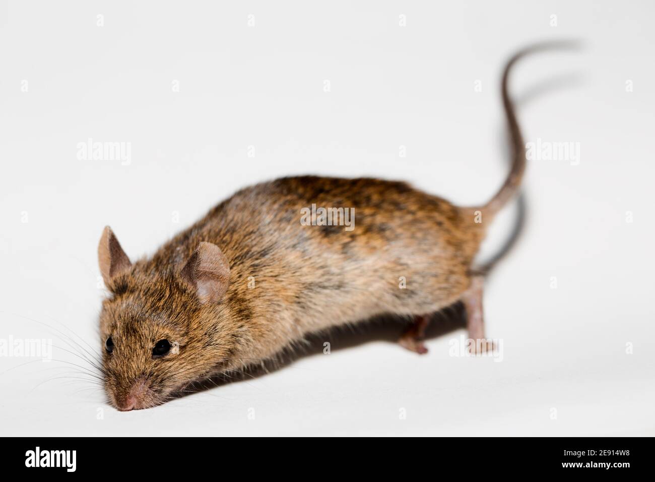 Mice invasion hi-res stock photography and images - Alamy