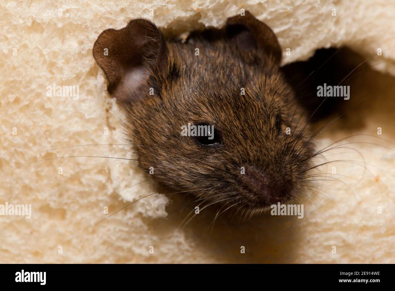 Plague of mice hi-res stock photography and images - Alamy