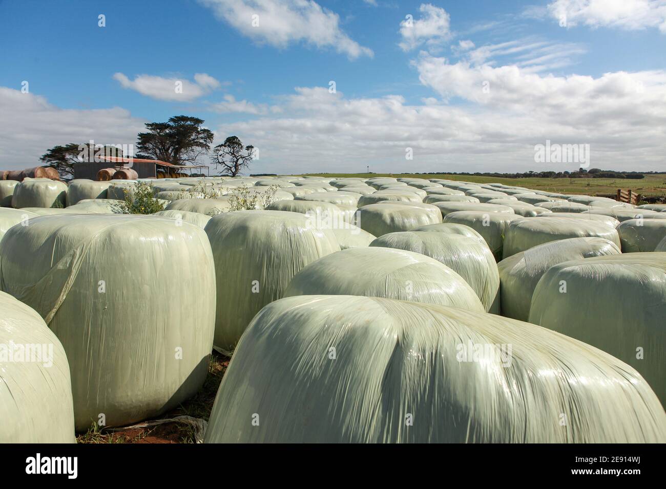 Green plastic wrapped silage bales and the feed for the cattle are seen ...