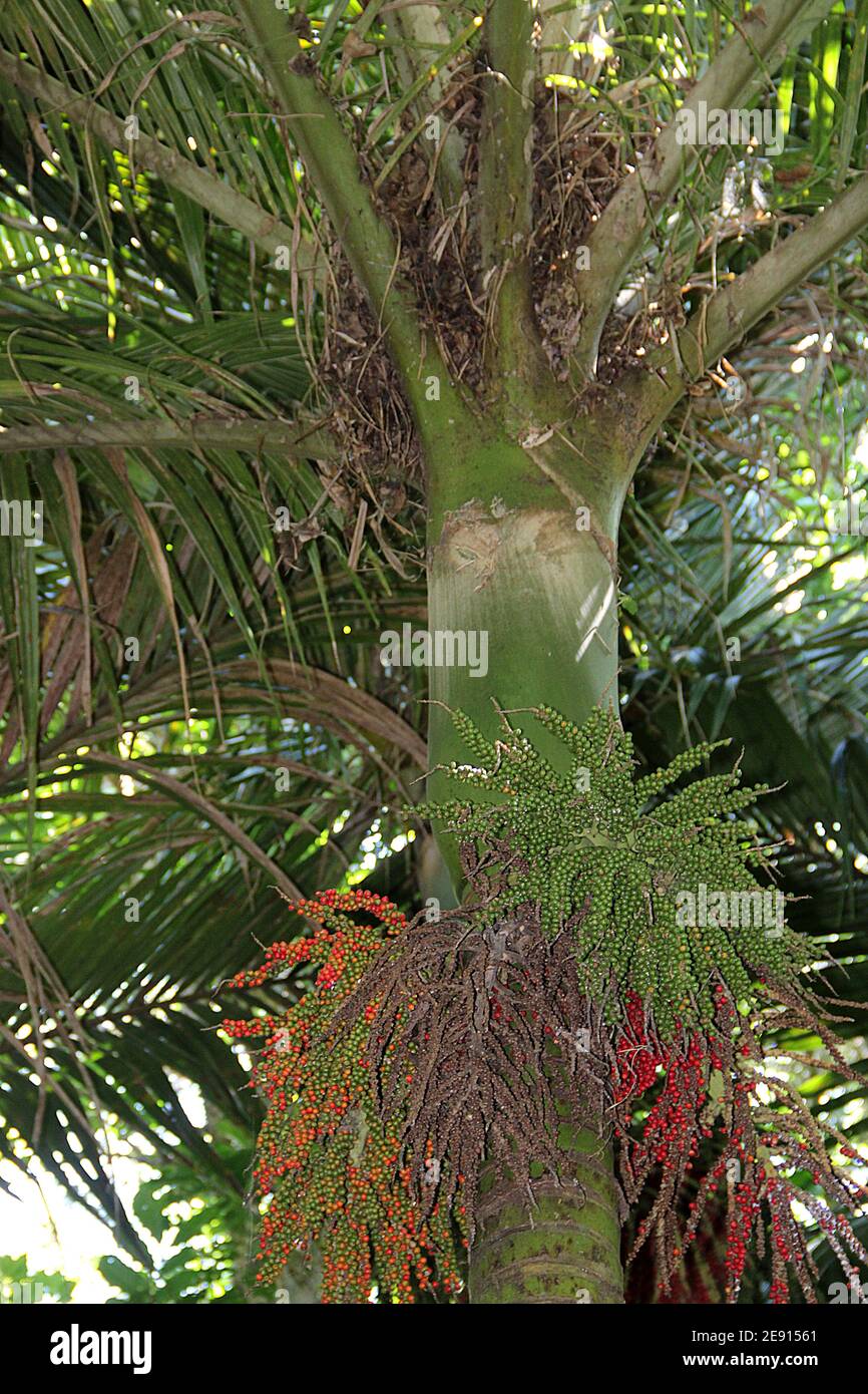 Nikau palm tree hi-res stock photography and images - Alamy