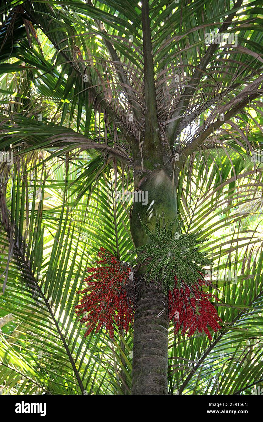 Nikau tree hi-res stock photography and images - Alamy