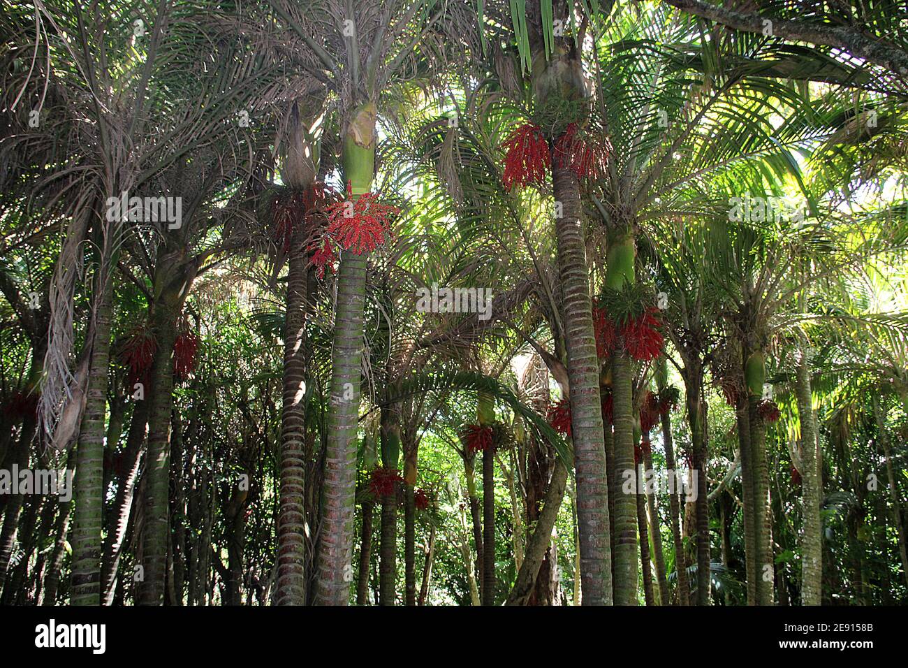 Nikau palm tree hi-res stock photography and images - Alamy
