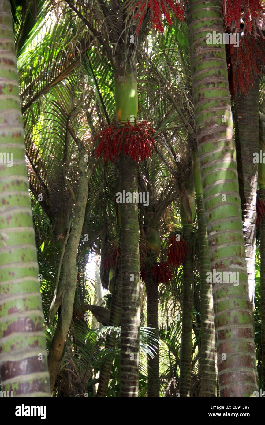 Nikau palm tree hi-res stock photography and images - Alamy