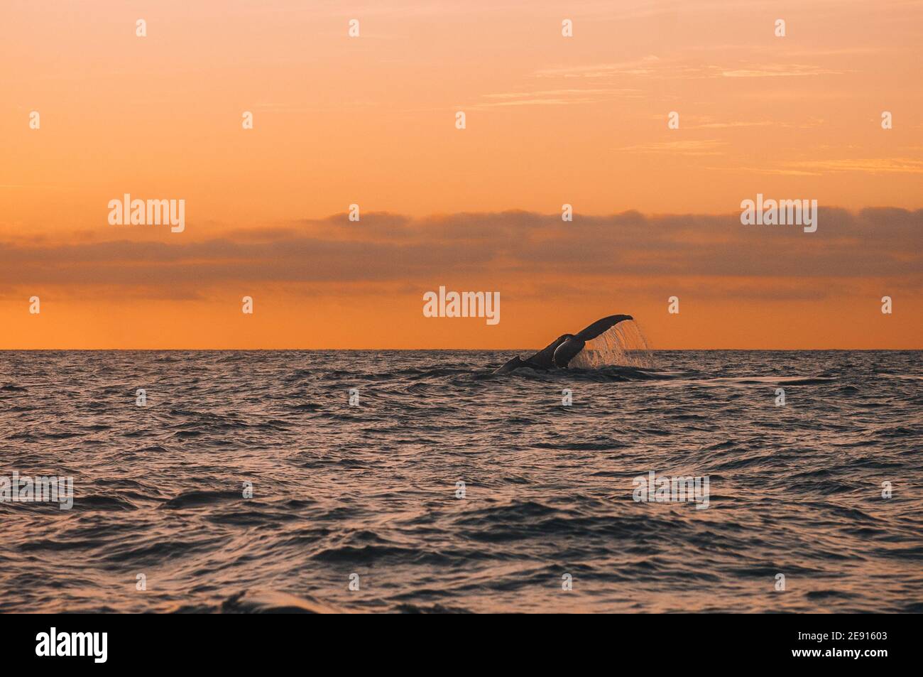 Blue whale swimming at sunset with its tail outside the water in the ...