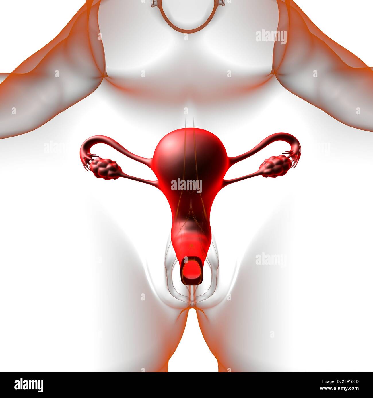 Female Reproductive System Anatomy For Medical Concept 3d Illustration